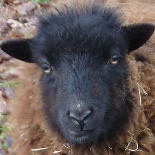 Sheep Sense - Smell n°6 — The Spinning Shepherd