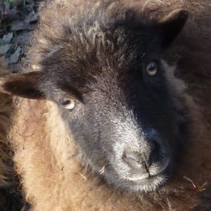 Sheep to Sweater Sunday n° 138 : Angora Rabbit on the Blending Board ...