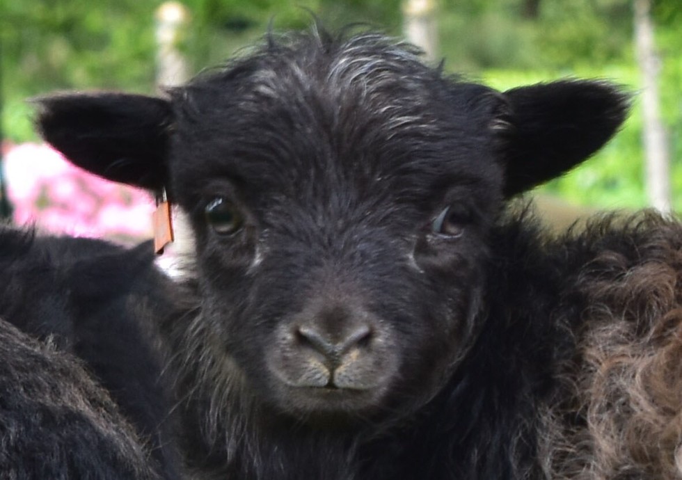 Sheep Sense - Smell n°3 — The Spinning Shepherd