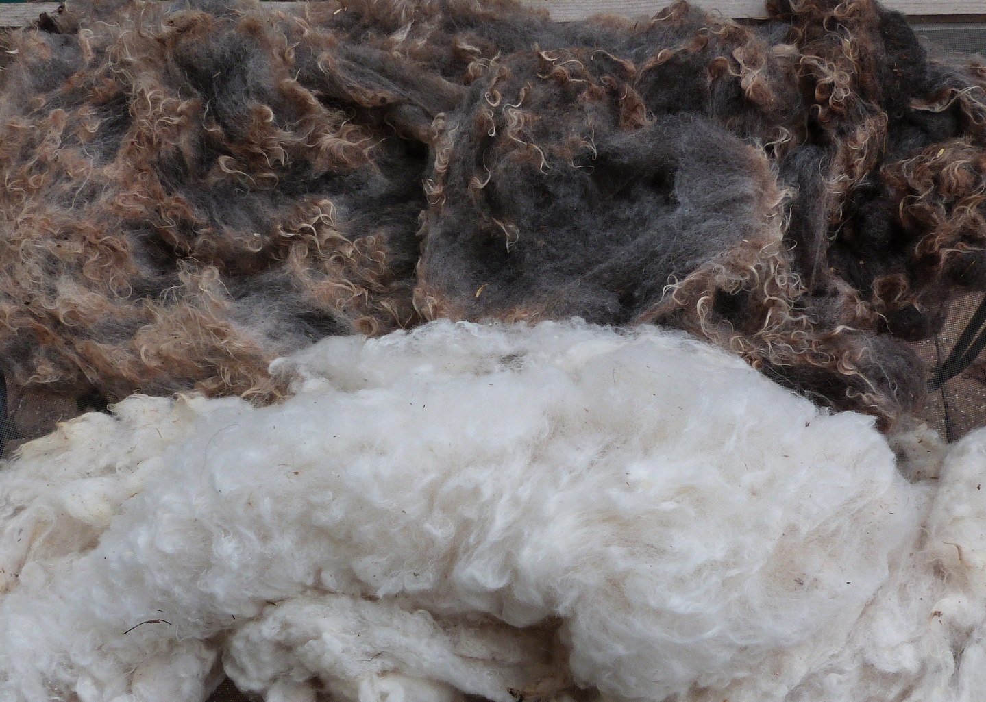 Drying Fleeces — The Spinning Shepherd