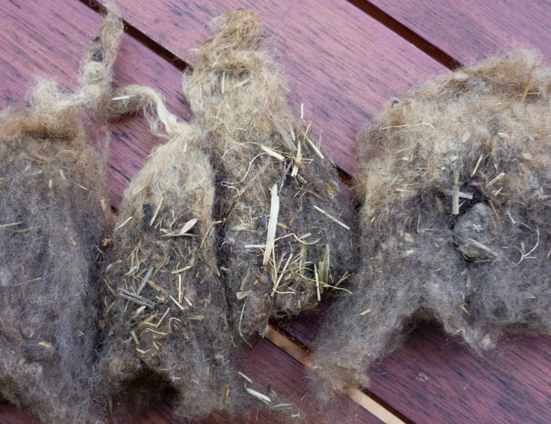 Sheep to Sweater Sunday n° 34 : Ponette : The Story of a Fleece — The ...