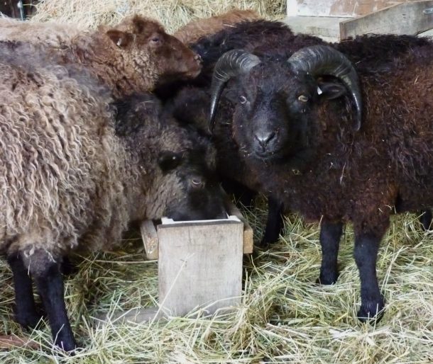 Sheep to Sweater Sunday n° 181 : Hearing — The Spinning Shepherd