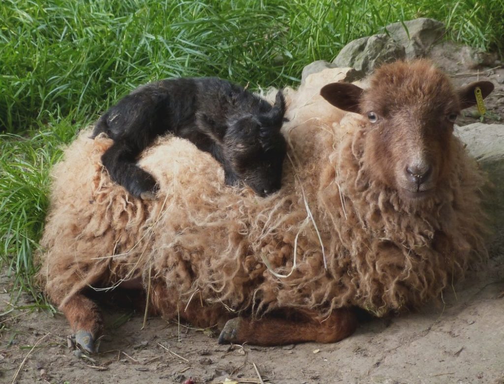 Sheep to Sweater Sunday n° 181 : Hearing — The Spinning Shepherd