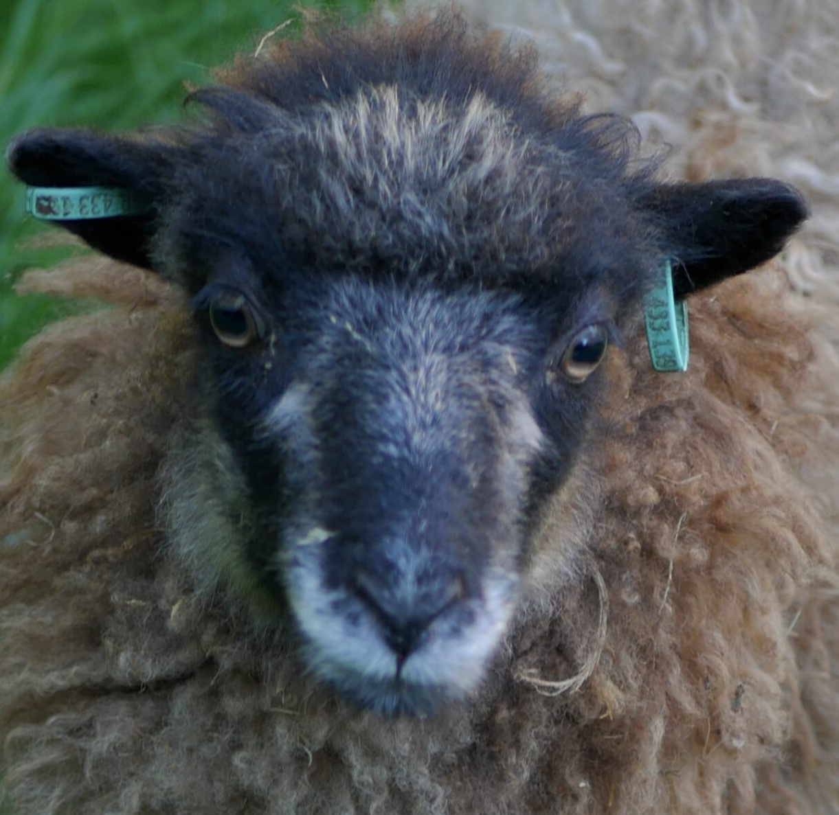 Look at them now ! — The Spinning Shepherd
